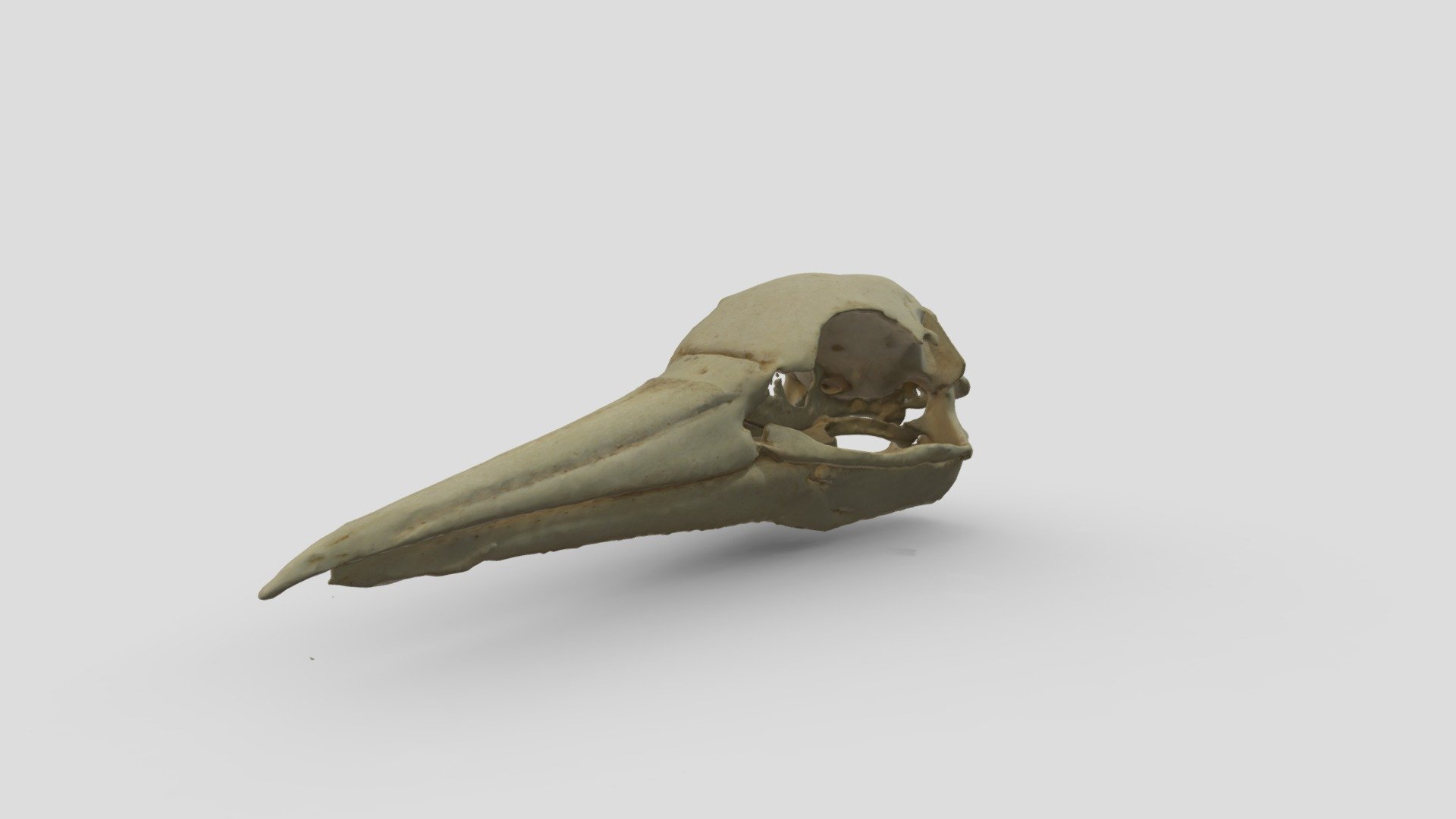 Bird Skull (Sulidae family) - Download Free 3D model by LJMUZoology ...