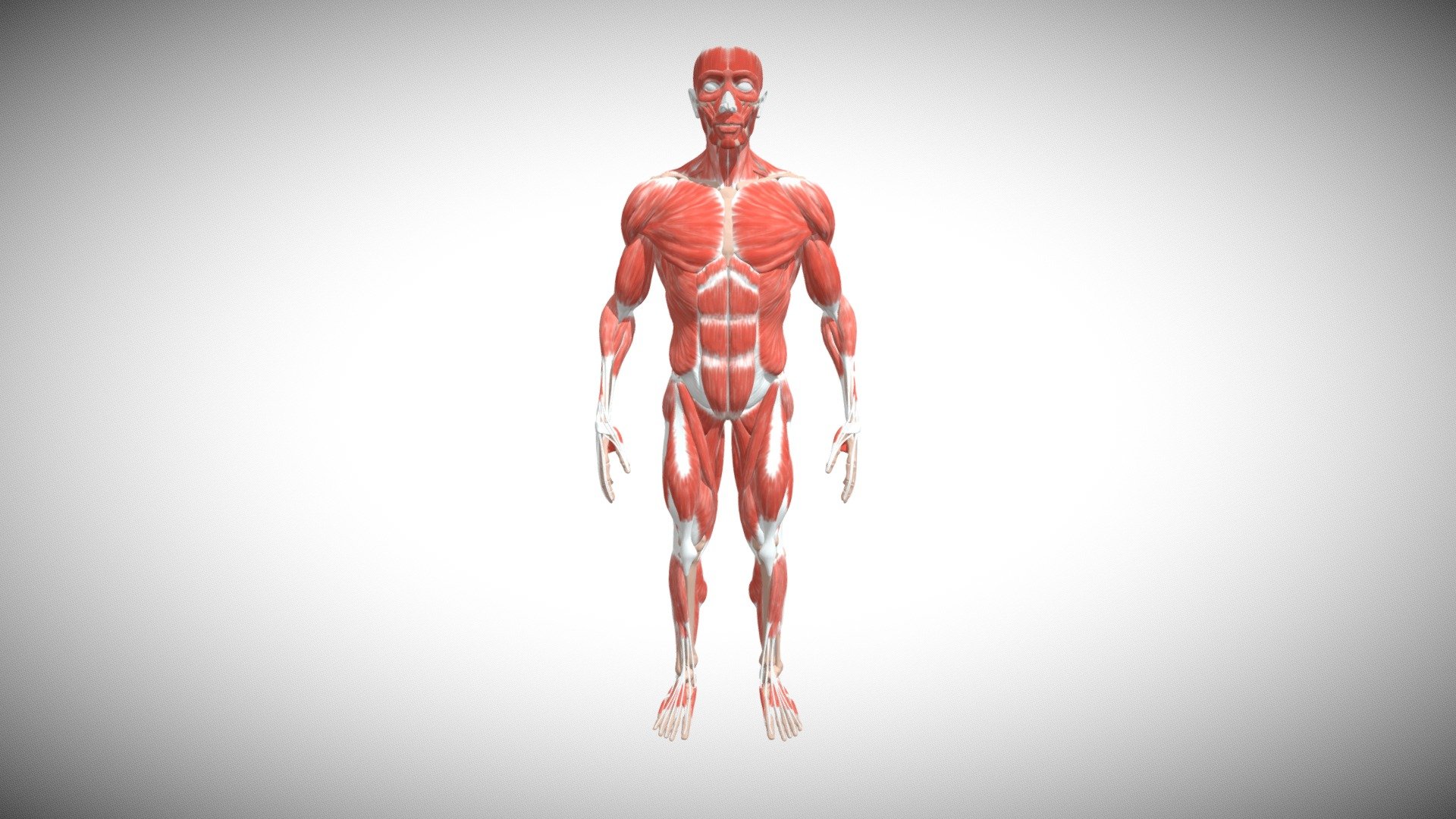 Sistema muscular - 3D model by disenoediloja [99f6b81] - Sketchfab