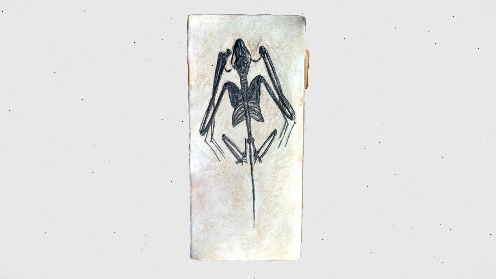 Icaronycteris index (cast) - Download Free 3D model by Geoscience ...