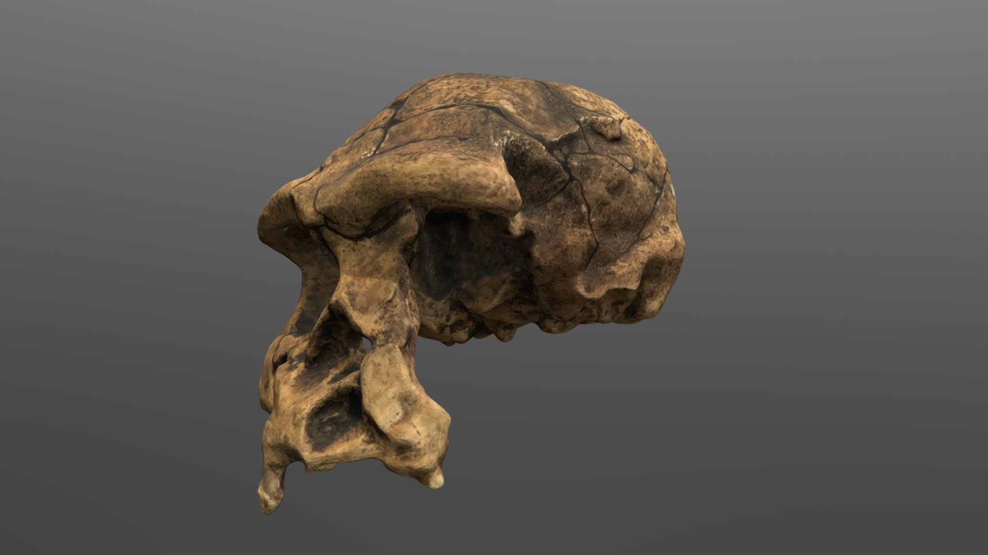 Homo erectus Cranium (Sangiran 17) - 3D model by UCFanthropology ...