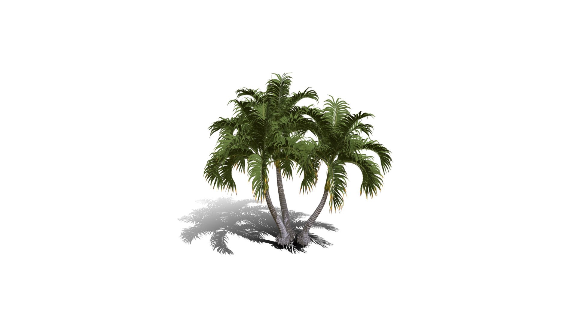 Realistic HD Christmas palm (27/35) - Download Free 3D model by ...