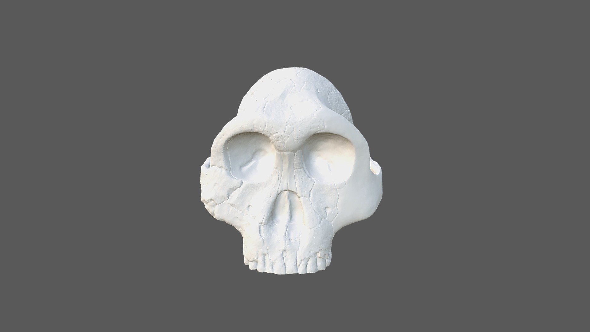 Australupithecos robustus Skull - 3D model by Wellesley College ...