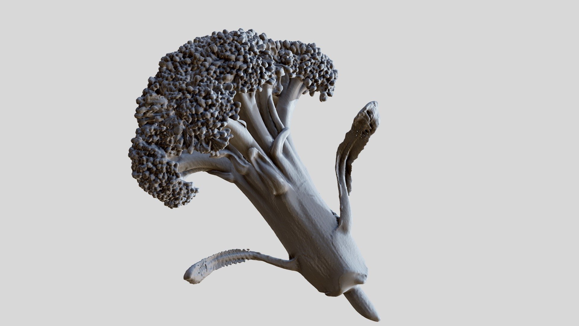 SLS Scan - Broccoli Floret - 3D model by Matterfield [9a0b2b0] - Sketchfab