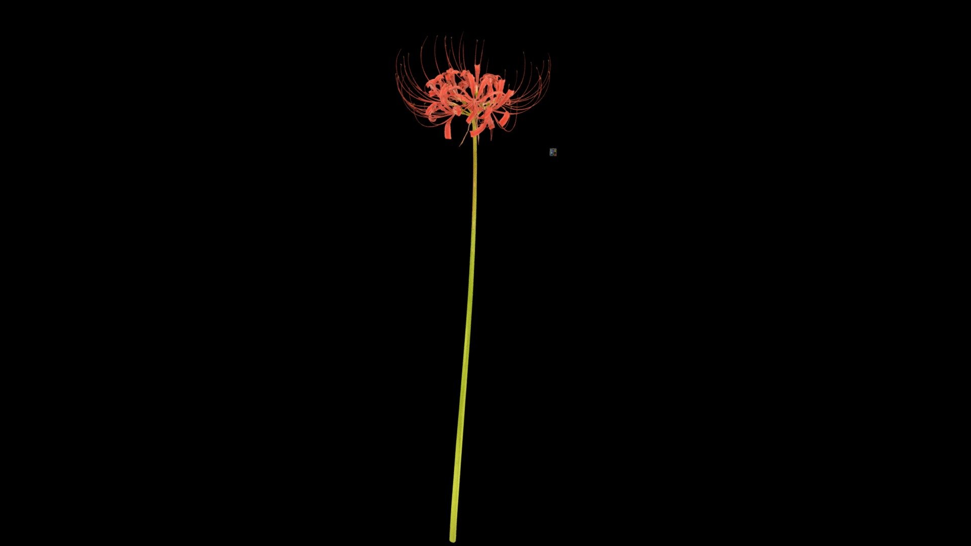 CC0 ヒガンバナ Red Spider Lily, Lycoris radiata - Download Free 3D model by ffish.asia / floraZia.com ...