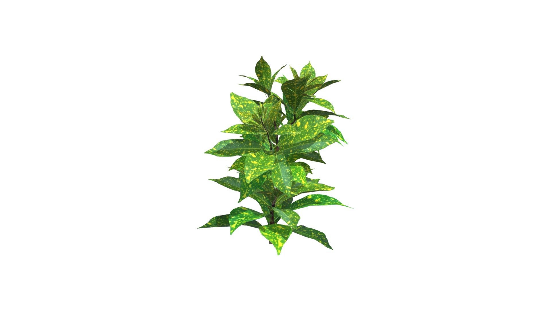 Codiaeum Variegatum Croton Gold Star Plant - Buy Royalty Free 3D model ...
