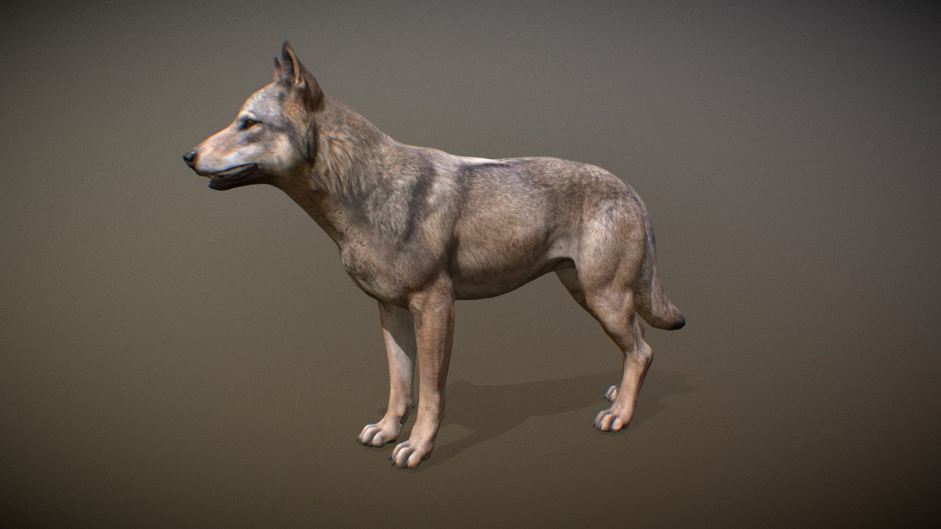 Animalia - Gray Wolf (male) - 3D model by GiM (@GamesInMotion) [9a10f8d ...