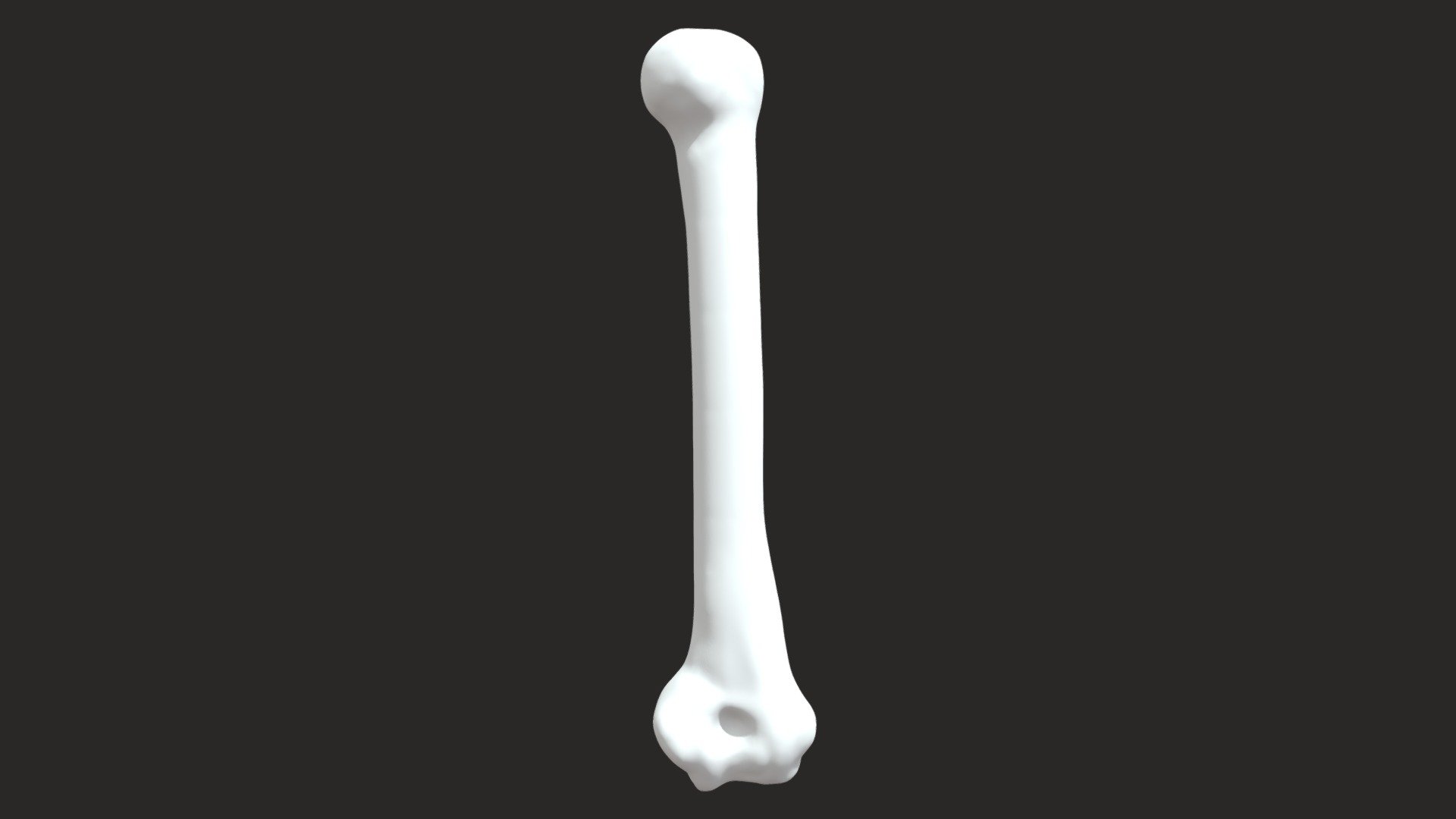humerus - 3D model by jadeivanovboudreaux [9a1201b] - Sketchfab