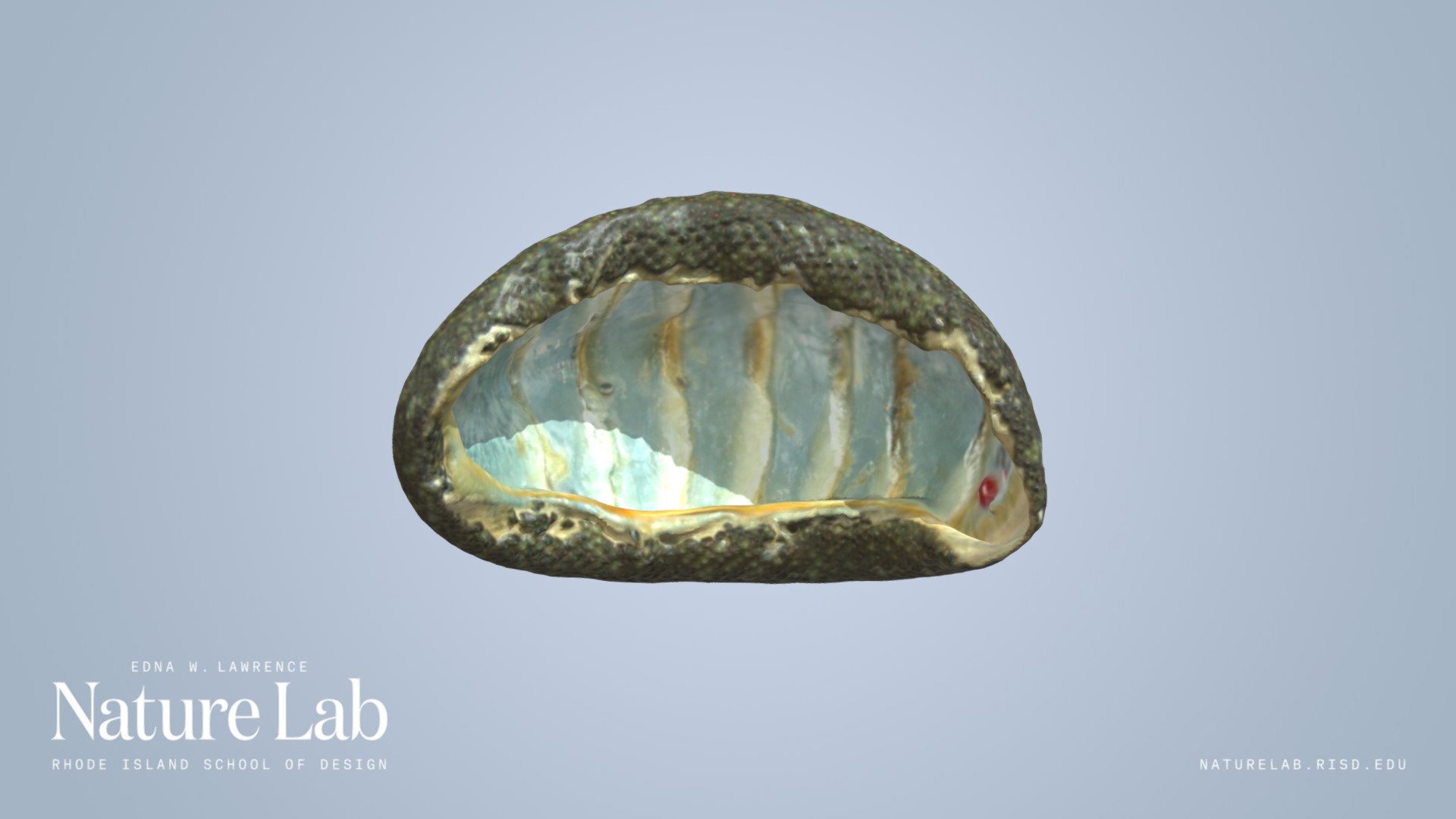 Chiton - Download Free 3D model by RISD Nature Lab (@RISDNaturelab ...
