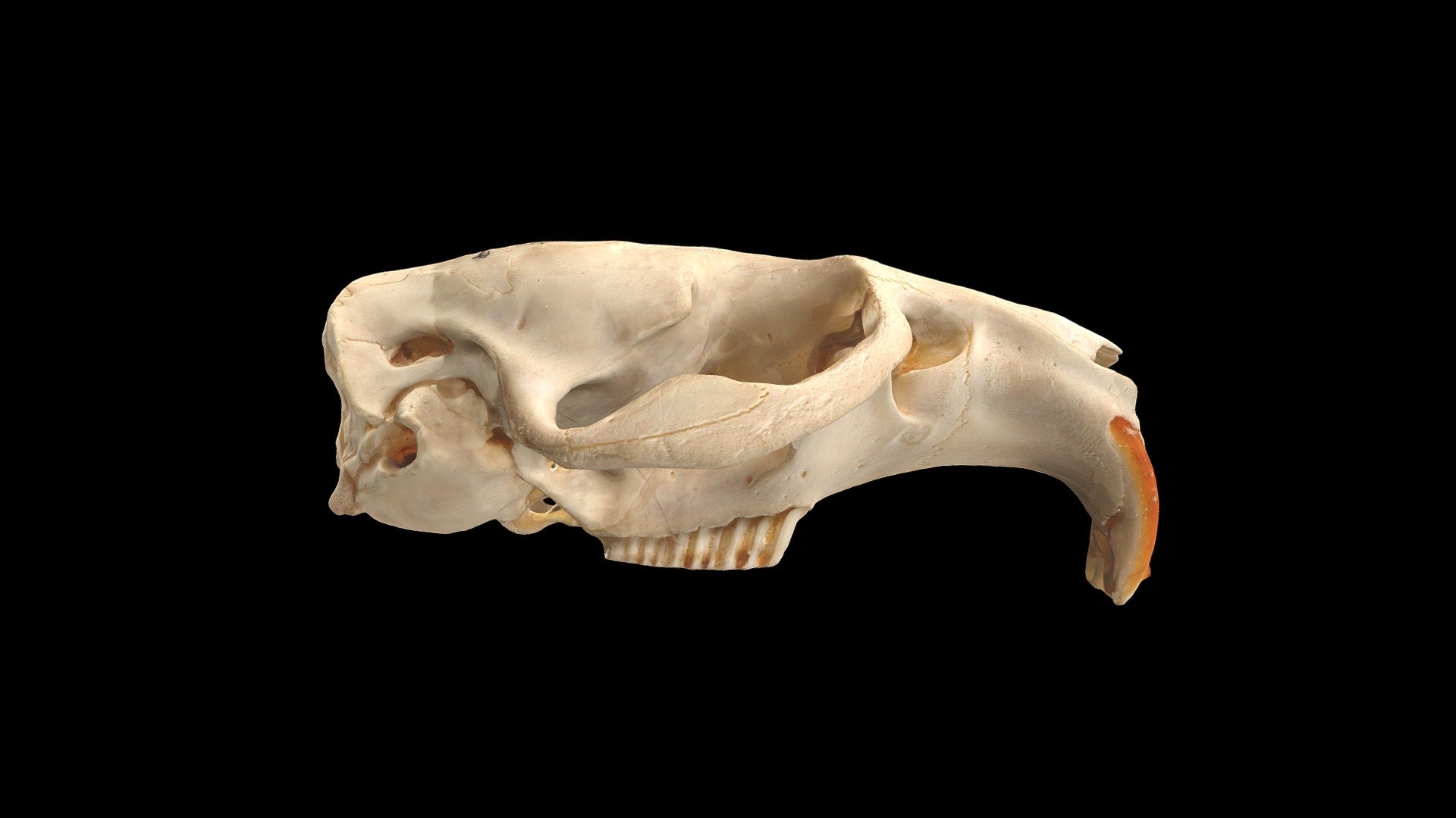 Muskrat (Ondatra zibethicus) Cranium - 3D model by UWLzooarch (@UWLArch ...