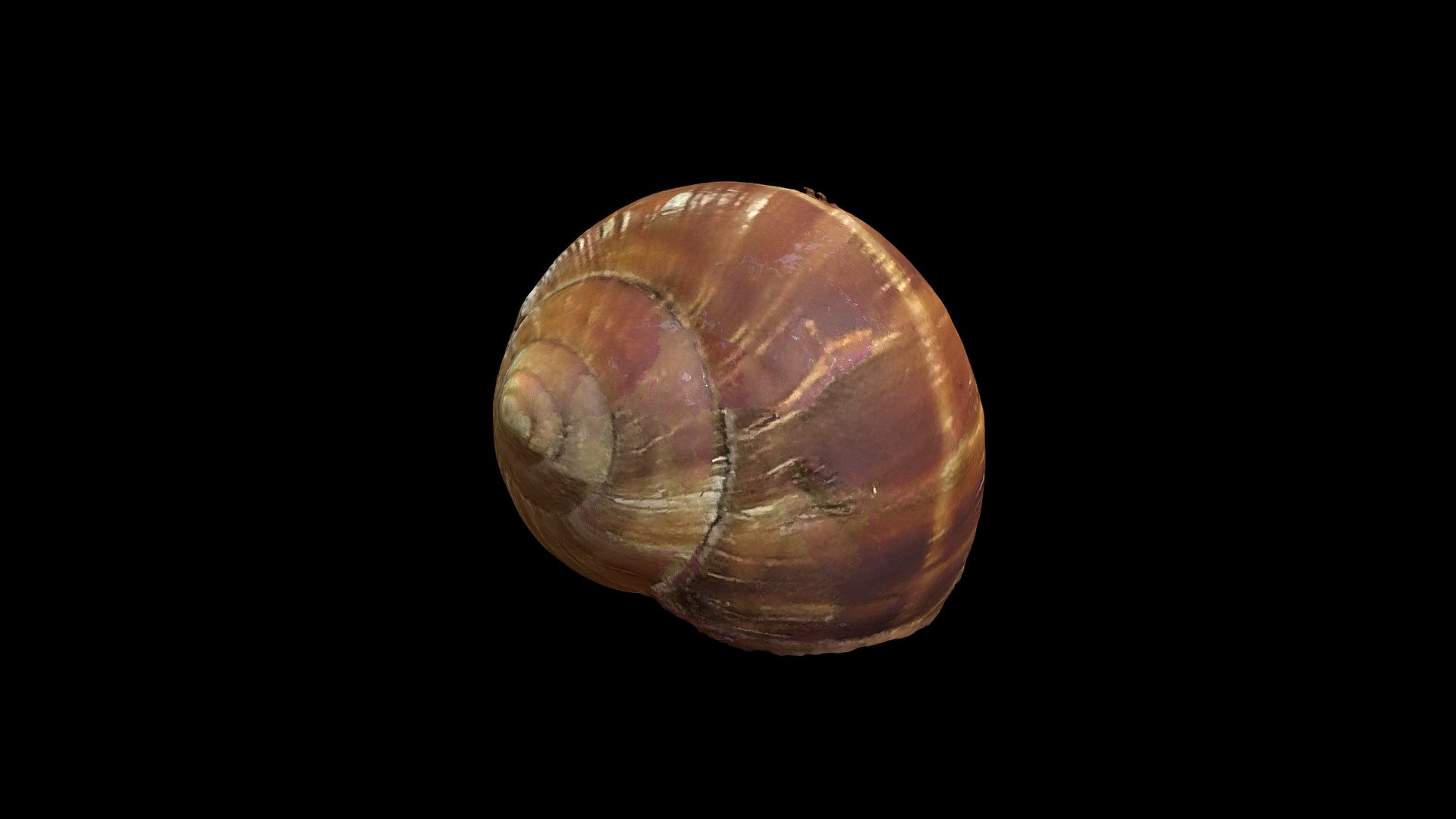 Shell 10 - Helix pomatia (Escargot) - Download Free 3D model by Peter ...