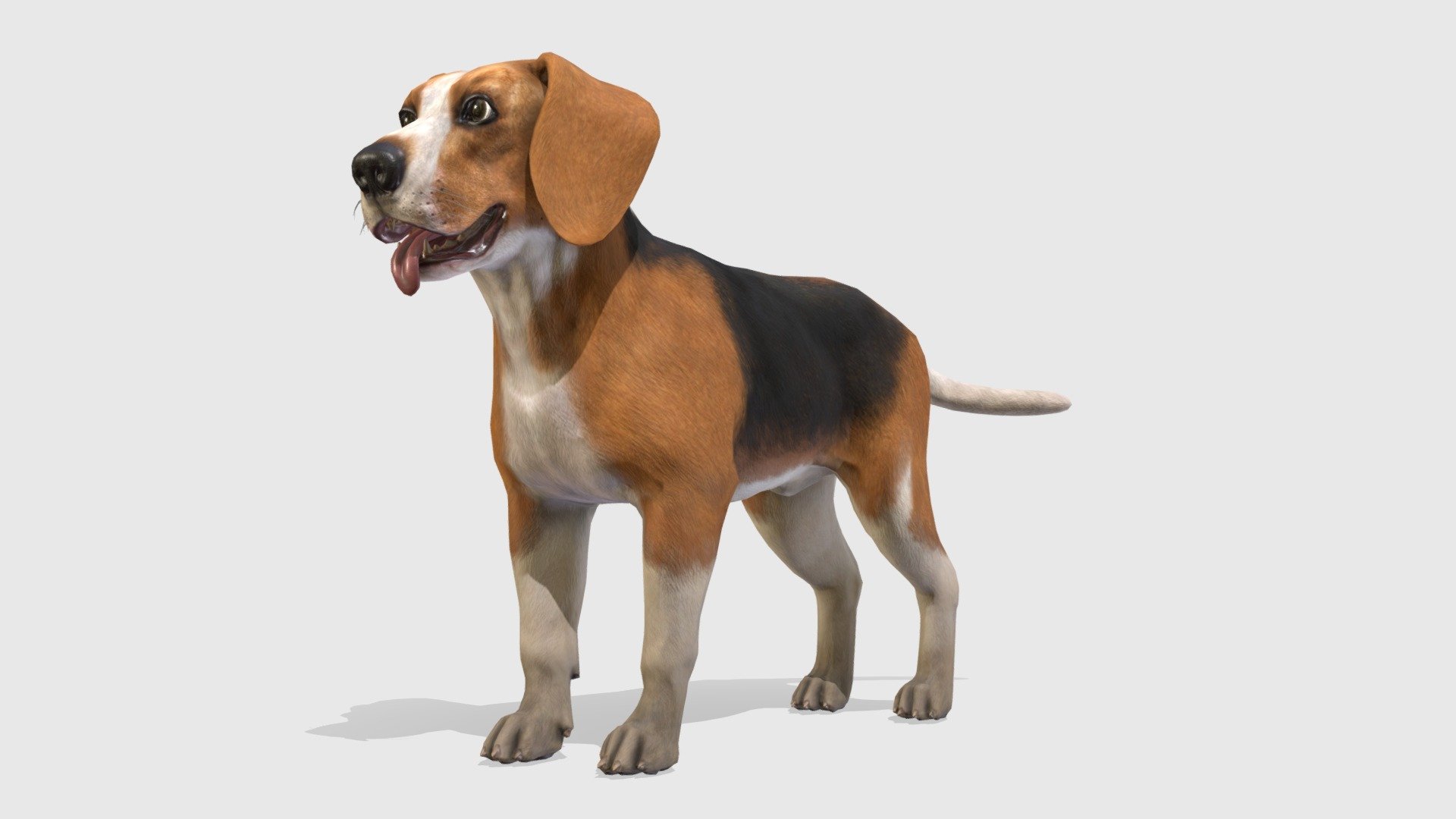 Dog - Beagle - Buy Royalty Free 3D model by RedDeer (@billl90) [9a1c645 ...