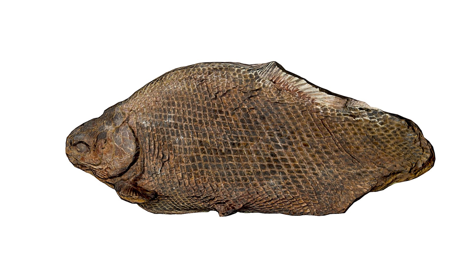 Fish_Lowpoly - 3D model by VR Siam (@saenpich) [9a20099] - Sketchfab