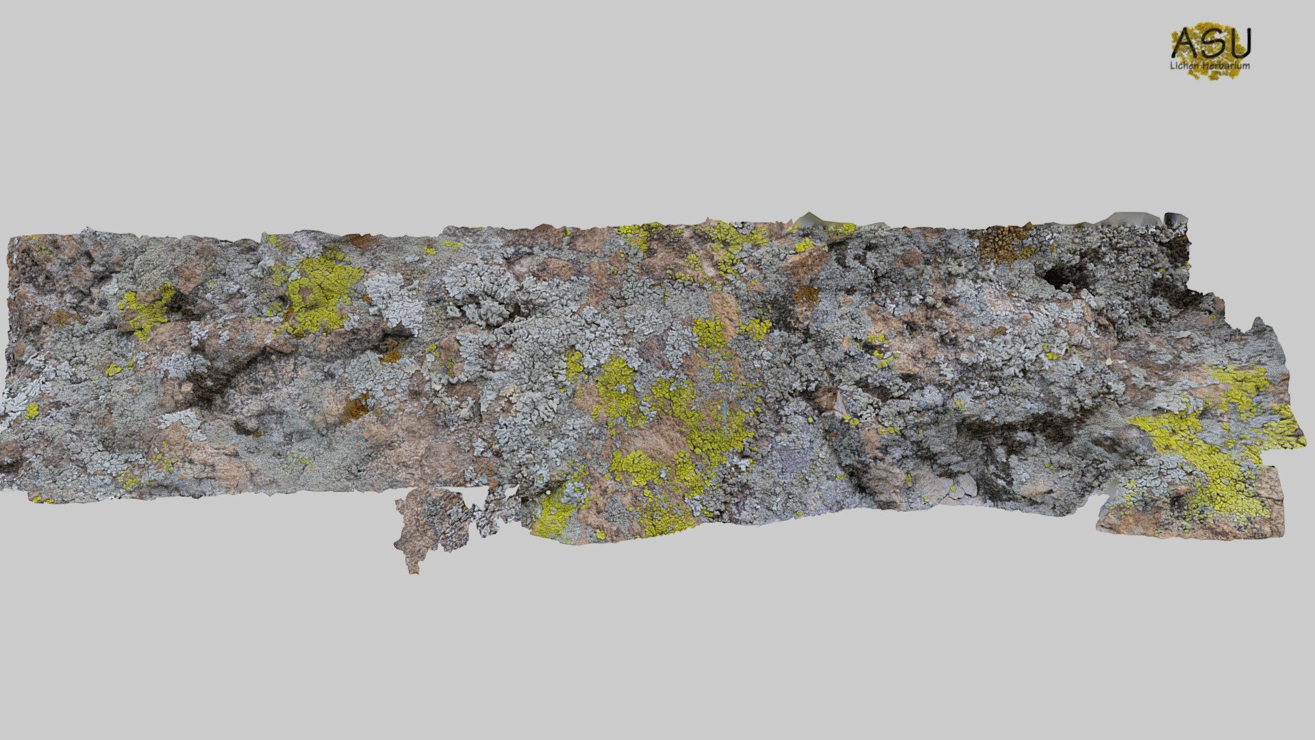 Lichens at Boyce Thompson Arboretum (2024-11-27) - Download Free 3D ...
