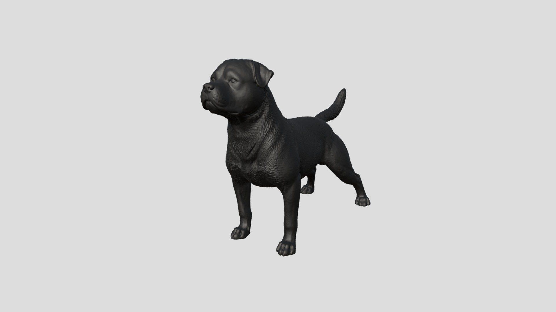 Rottweiler Dog - Buy Royalty Free 3D model by MJ Tan (@mjtan) [9a29e1a ...