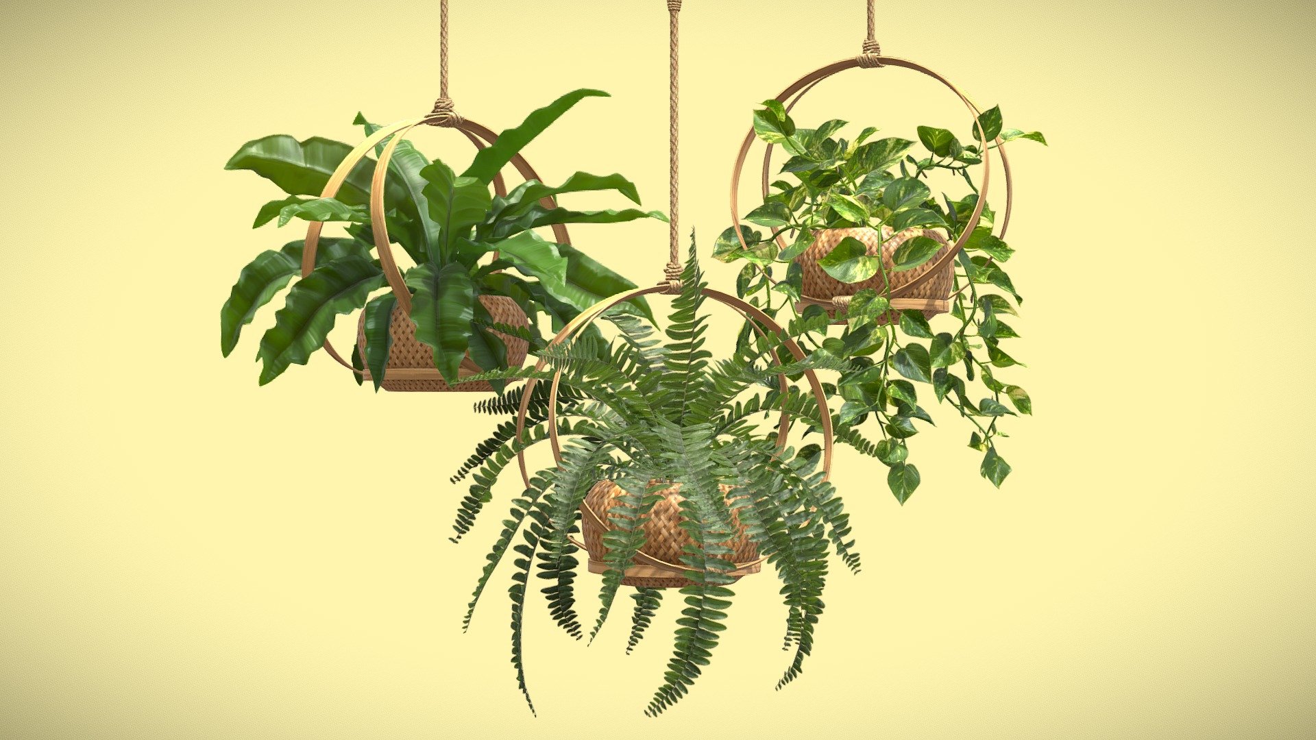 Hanging Plants 02 - Buy Royalty Free 3D model by AllQuad [9a2d19c ...
