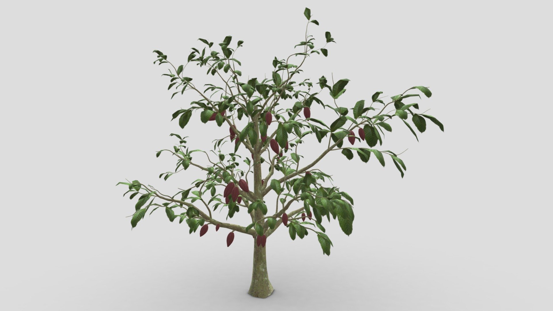 Cocoa Tree - Buy Royalty Free 3D model by ASMA3D [9a2df41] - Sketchfab ...