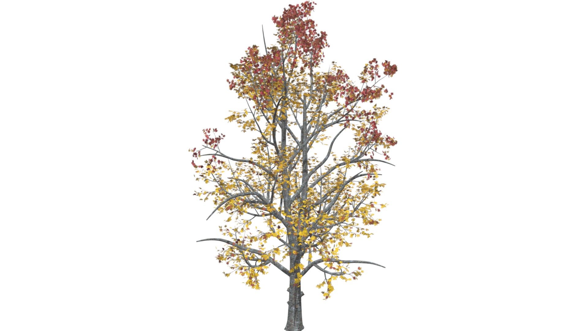 Mountain Maple Tree (Fall) #01 - Buy Royalty Free 3D model by meshshape ...