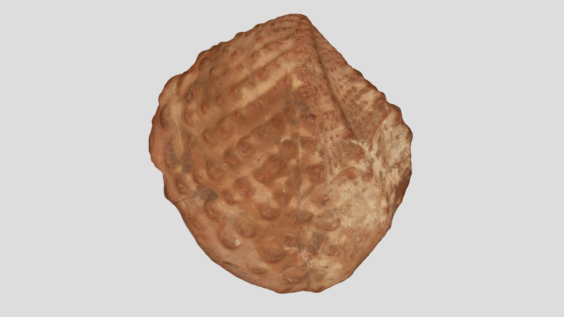 Trigonia sp. - Download Free 3D model by John Merck (@jmerck) [9a33d12 ...