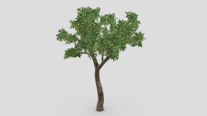 Orange-tree 3D models - Sketchfab