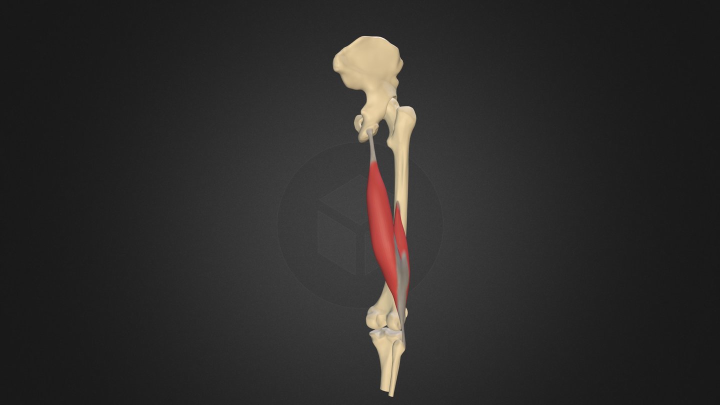 Biceps Femoris Low Resolution Draft - 3D model by docskalski [9a39a22 ...