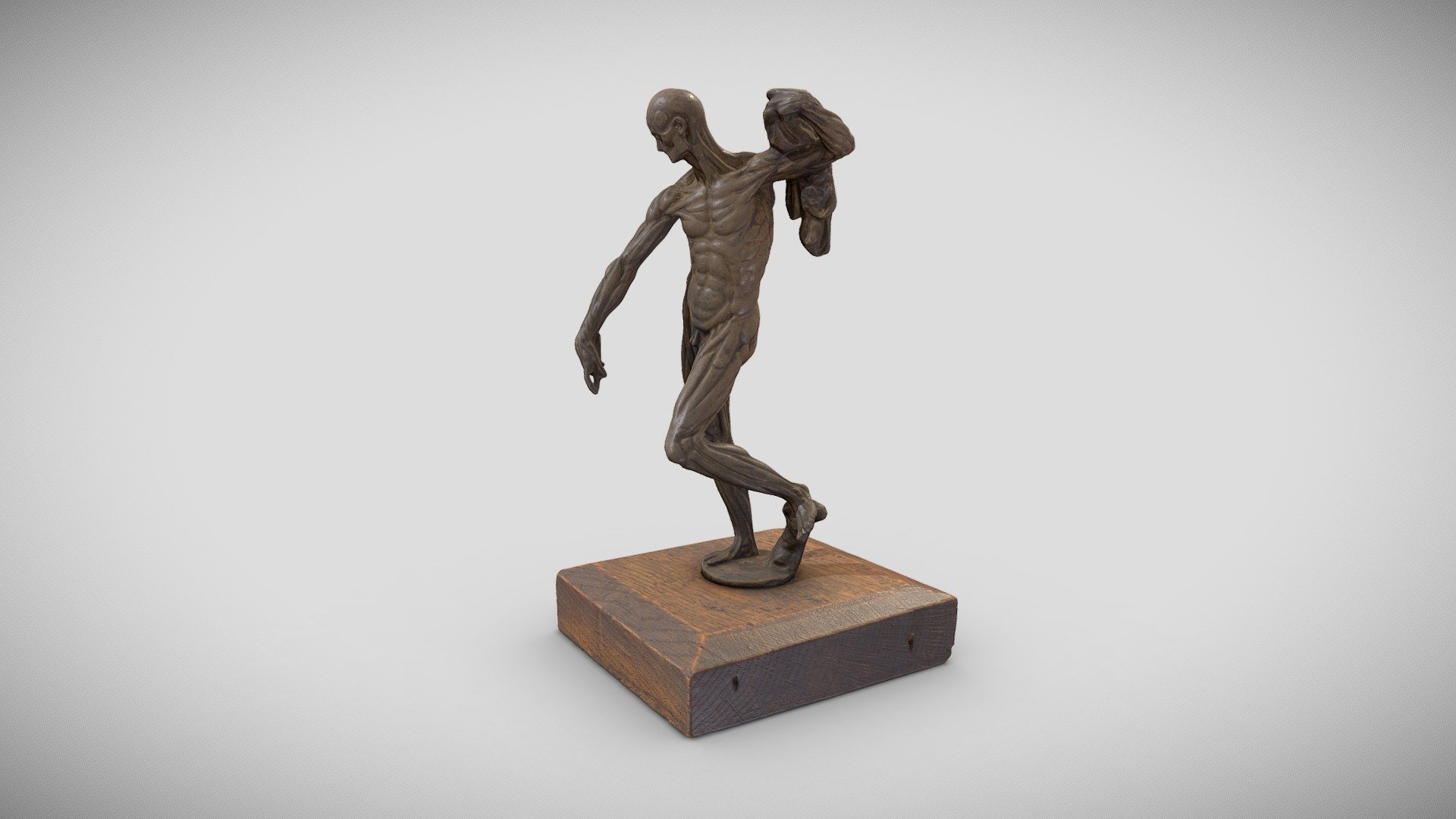 Anatomical figure – écorché - Download Free 3D model by Virtual Museums ...