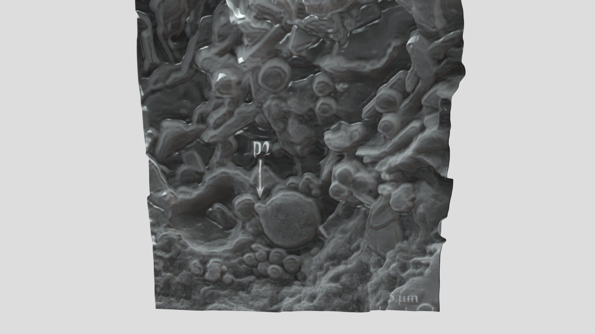 Microfossil 9 - Download Free 3D model by Mars_Pics (@belkessam.amine ...