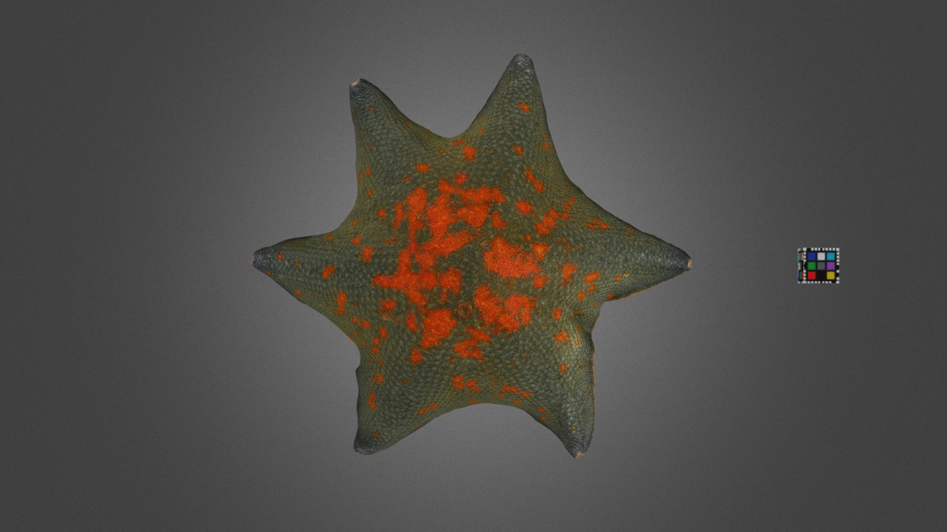 イトマキヒトデ Blue Bat Star, Patiria pectinifera - Download Free 3D model by ...