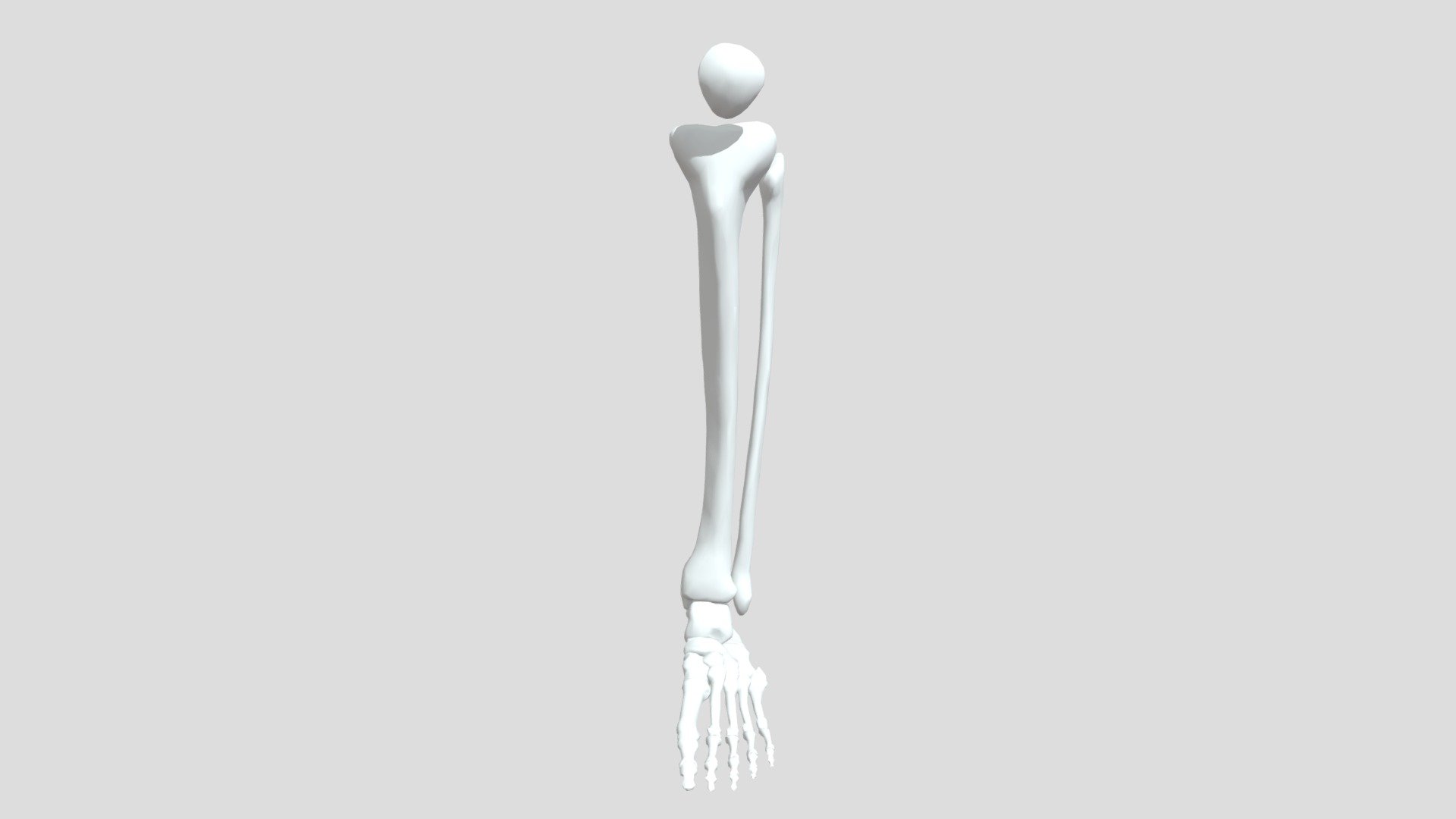Lower Leg L 10393 - Download Free 3D model by saravananm4594 [9a5a64e ...