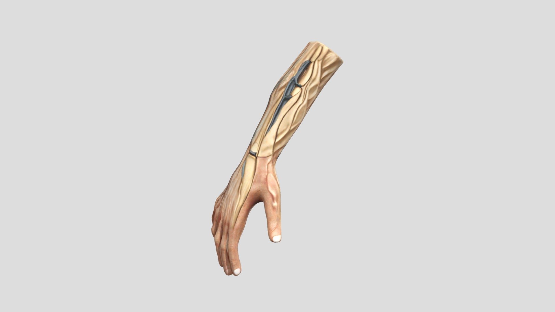 Anatomy of an Arm - 3D model by chkalyanram16 [9a5aa2d] - Sketchfab