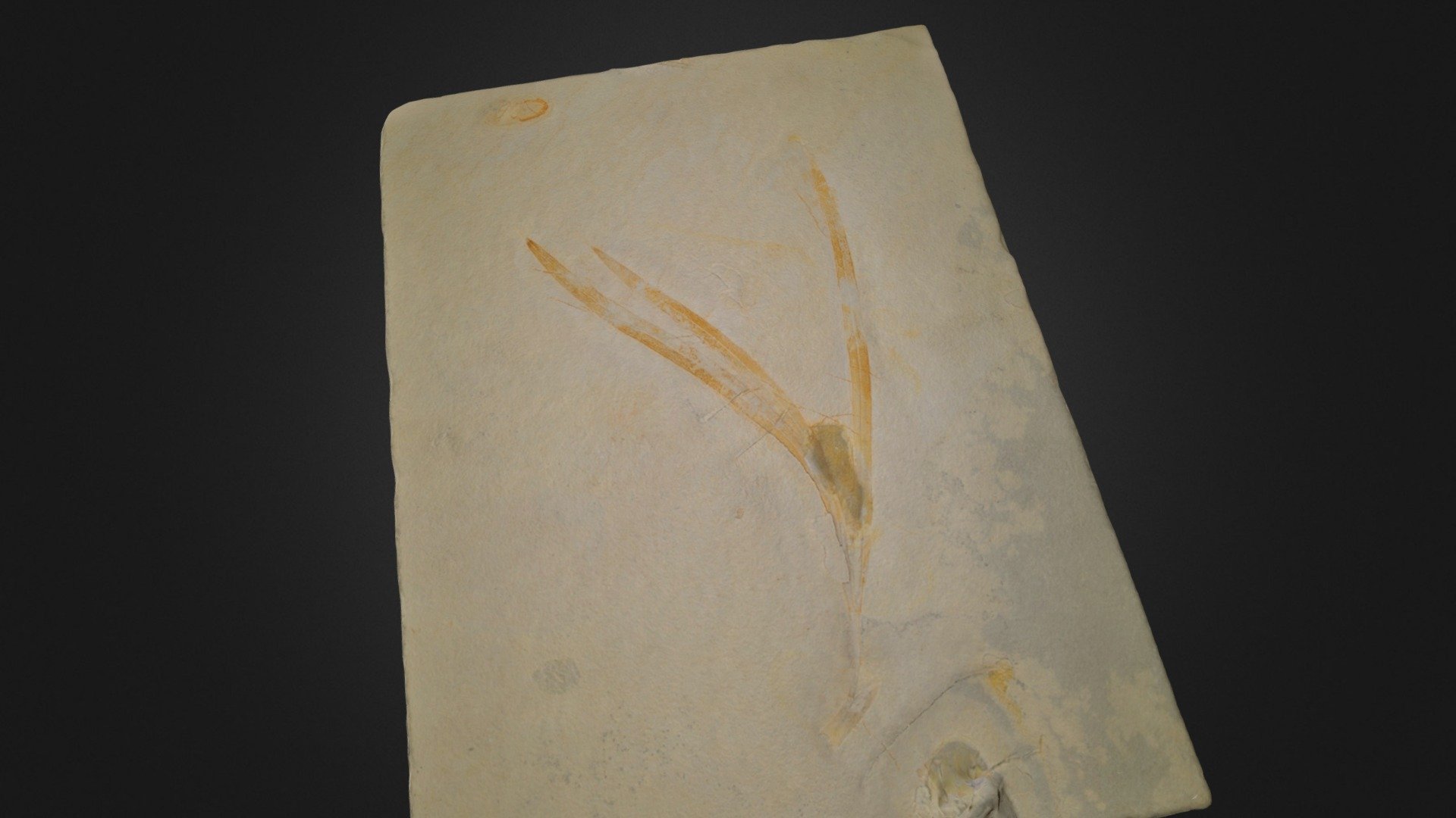 SOAP BERRY LEAF FOSSIL - Download Free 3D model by 3D Fossils ...