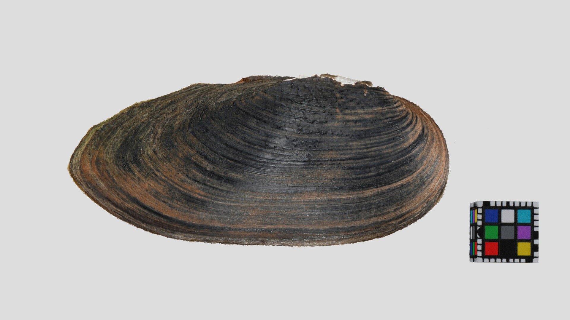 イシガイ Nodularia douglasiae nipponensis - Download Free 3D model by ffish ...