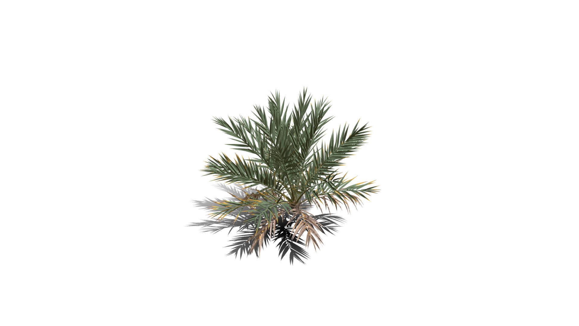 Realistic HD Date palm (17/78) - Download Free 3D model by PlantCatalog ...