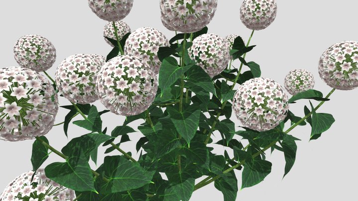 Hydrangea 3D models - Sketchfab