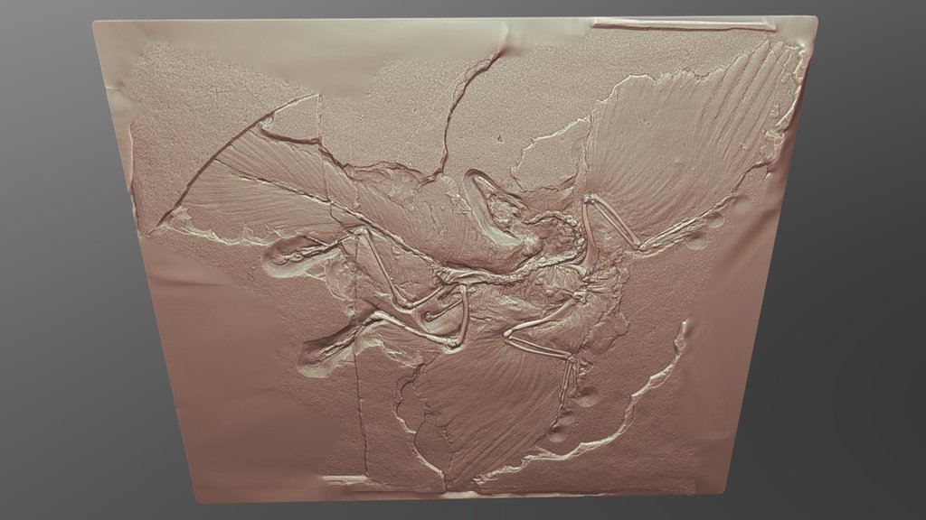 Archaeopteryx scans - A 3D model collection by tomomahoney - Sketchfab
