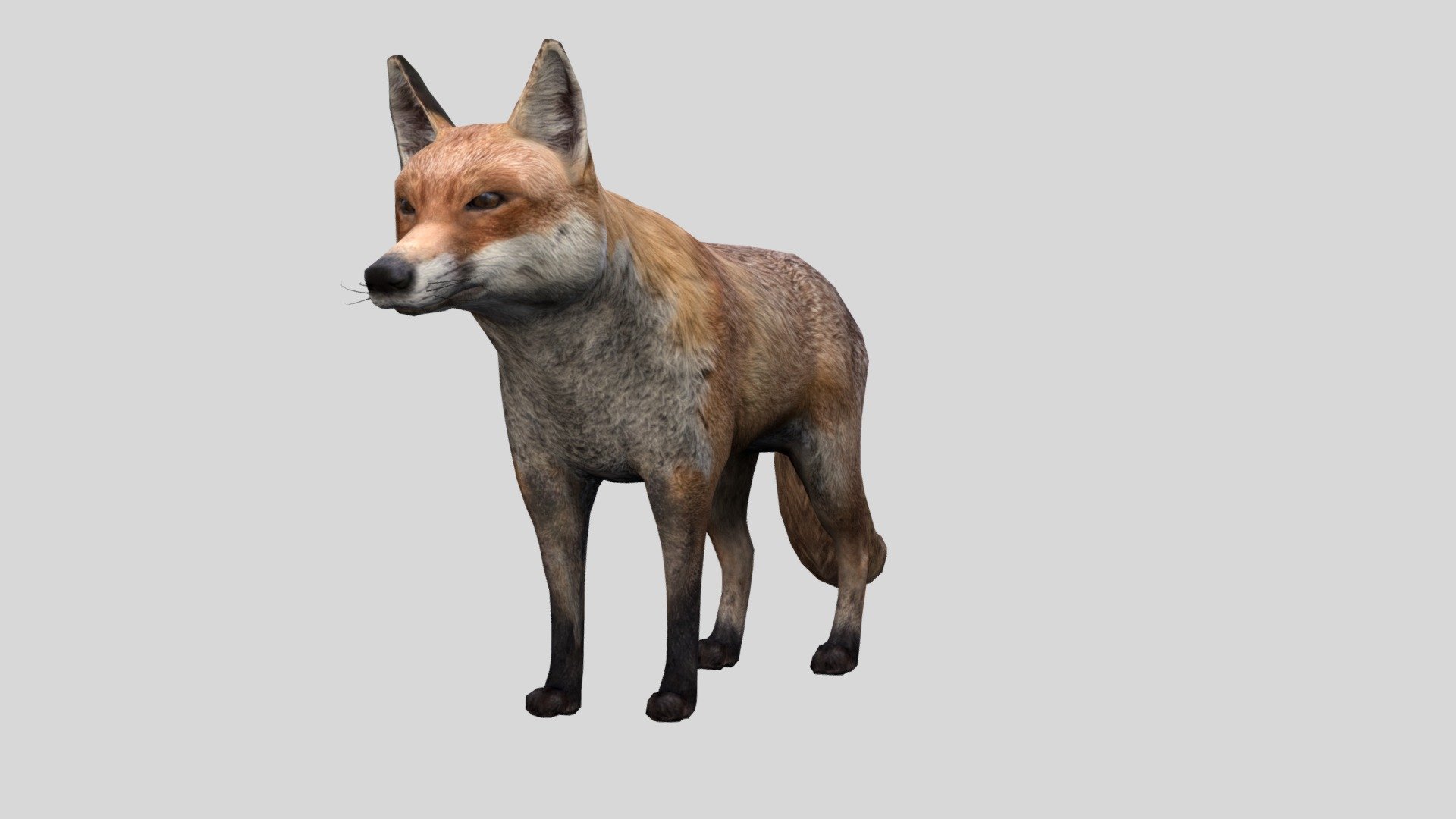 Fox (Old version) - 3D model by RedDeer (@billl90) [9a7db91] - Sketchfab