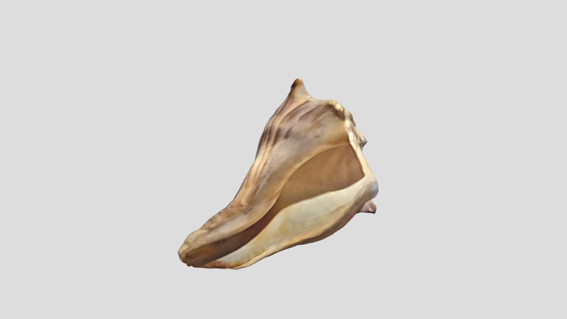 Seashell - Download Free 3D model by printerjunkie3D [9a7f487] - Sketchfab