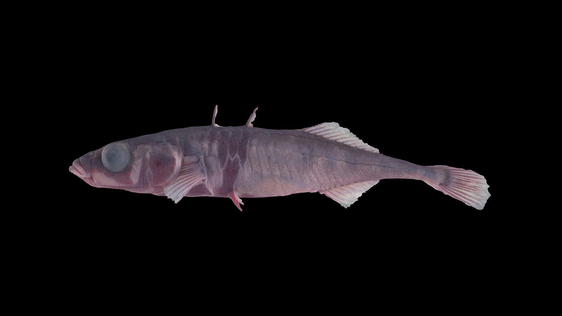 Lynda Lake #25 - 3D model by TravisLabs [9a7f71e] - Sketchfab
