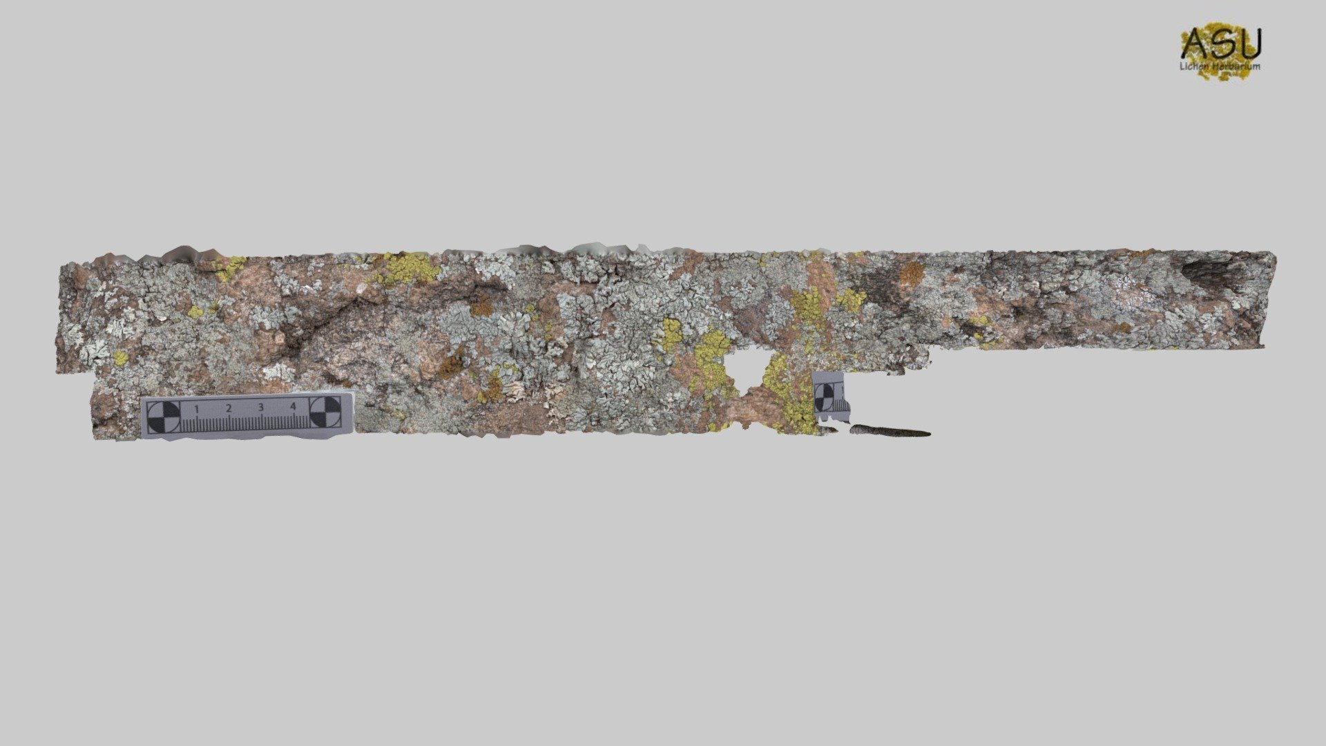 Lichens at the Boyce Thompson (2022-11-22) - 3D model by Arizona ...
