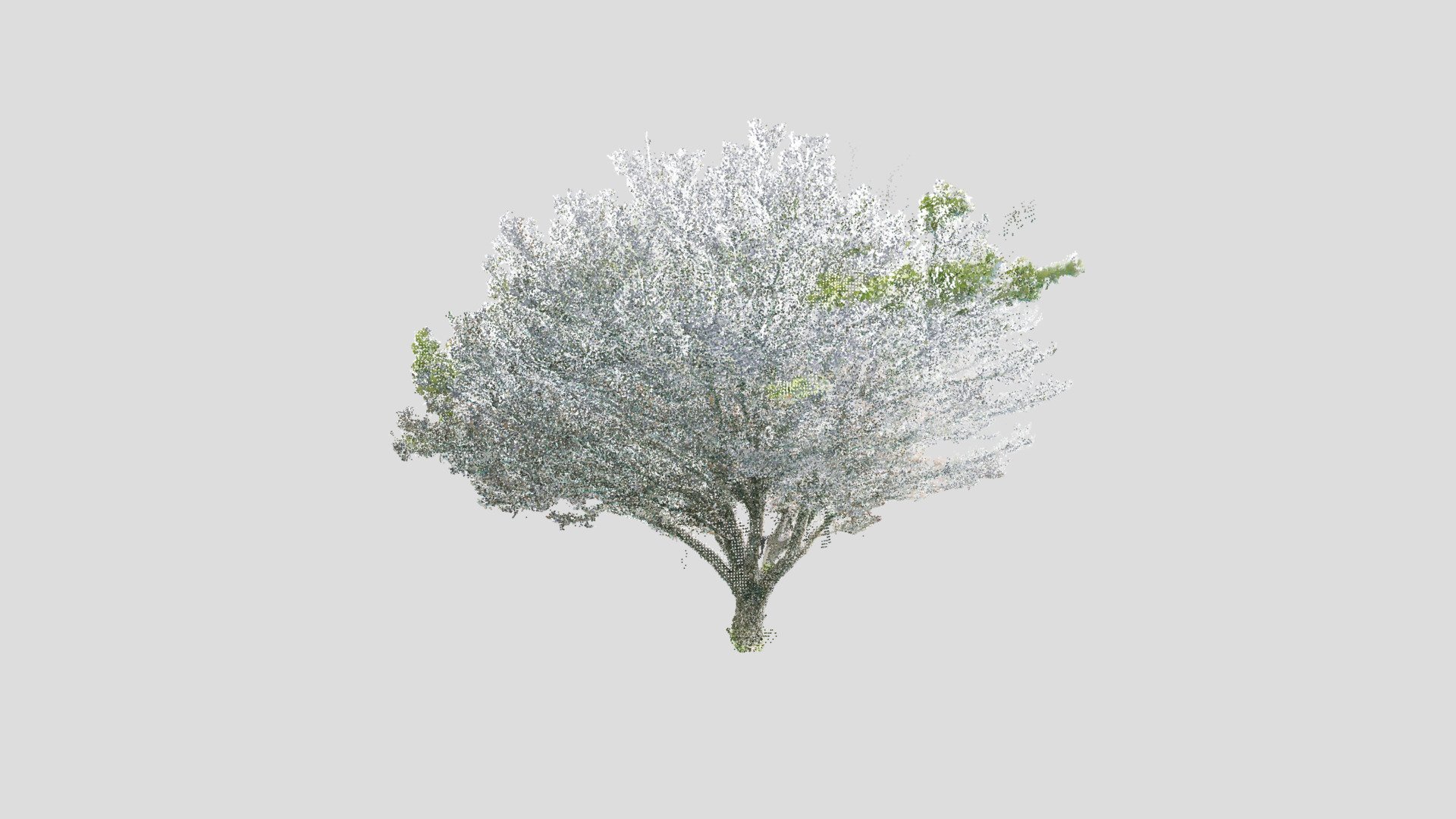 Tree Point Cloud - Buy Royalty Free 3D model by magnum_opus (@tree ...