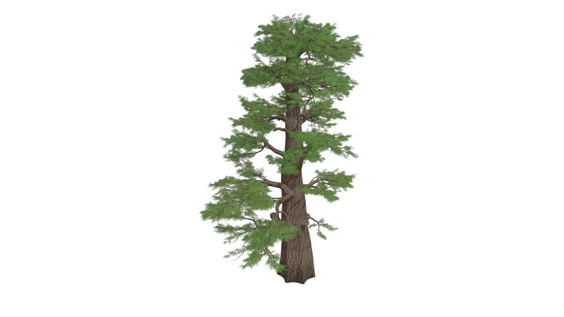 Western Juniper Tree #04 - Buy Royalty Free 3D model by meshshape ...