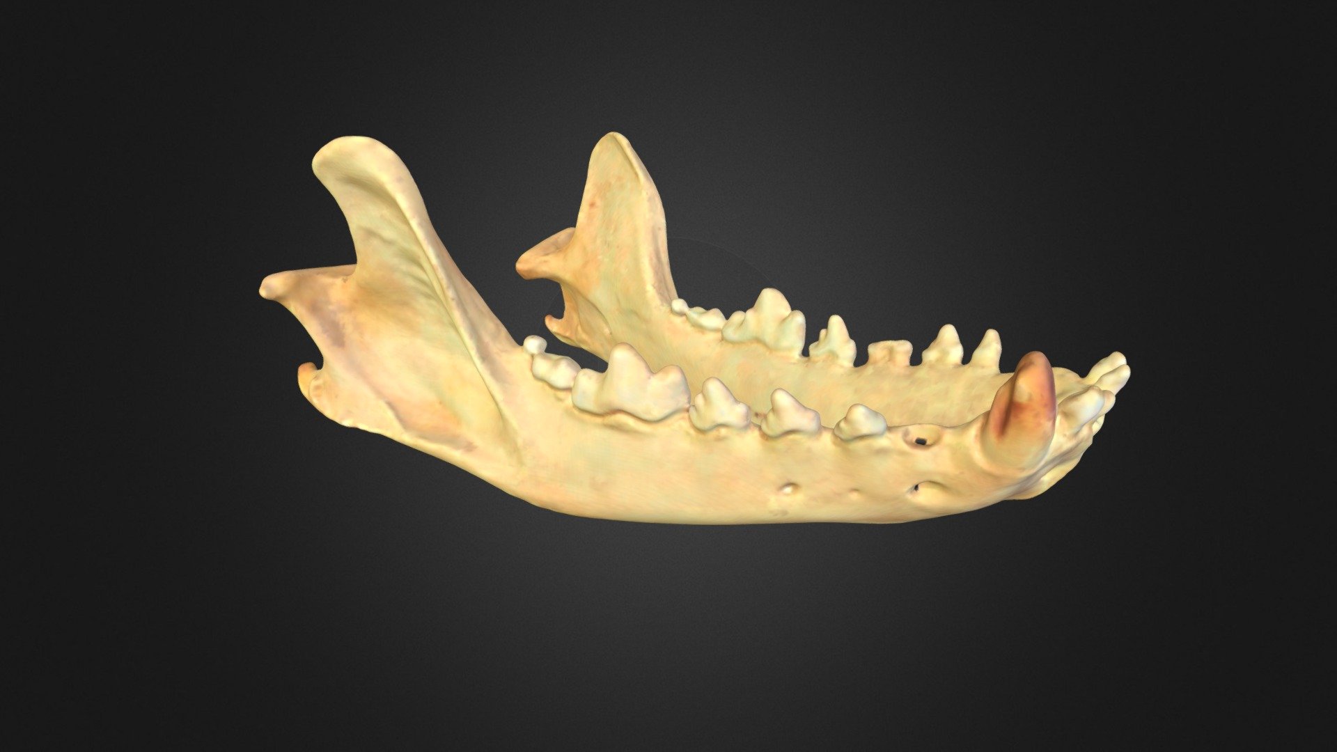 Lycaon pictus, mandible - 3D model by Museu de Ciències Naturals de ...