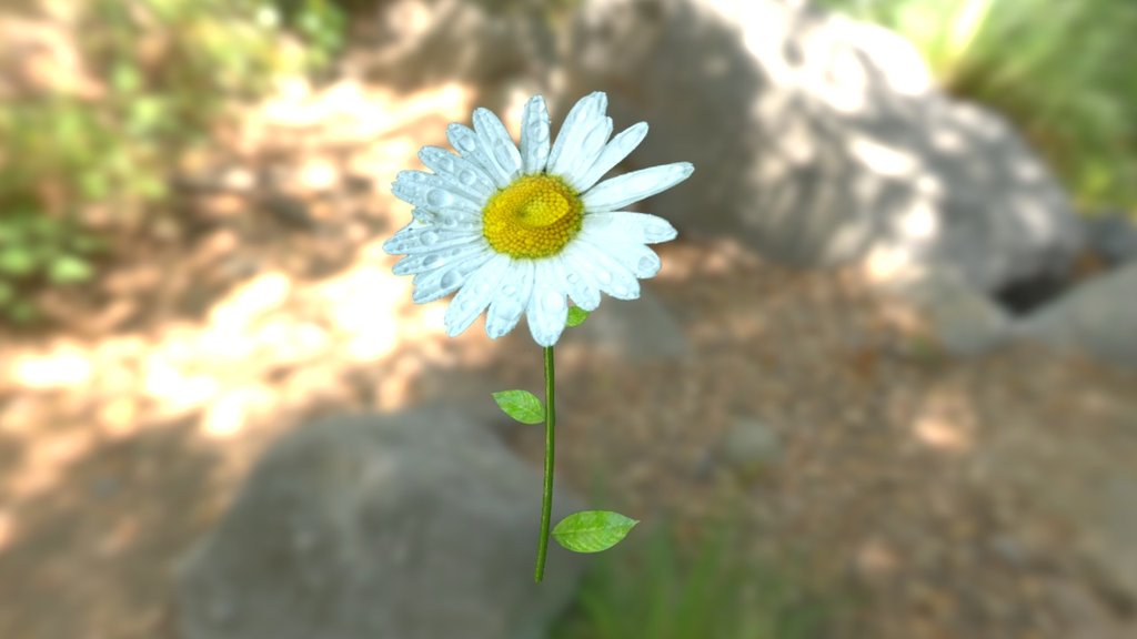 Daisy - 3D model by johnnyfortner [9a8bdbc] - Sketchfab