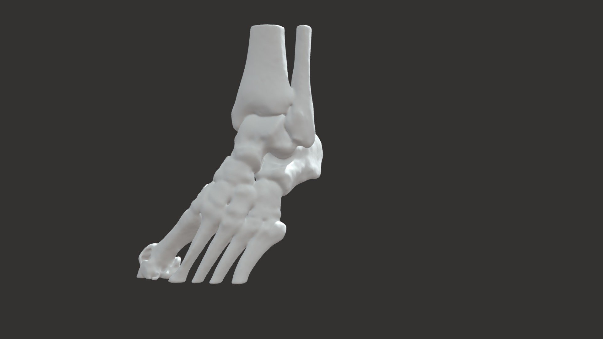 Ankle and Foot Anatomy - 3D model by terzievstudent [9a8bf3d] - Sketchfab