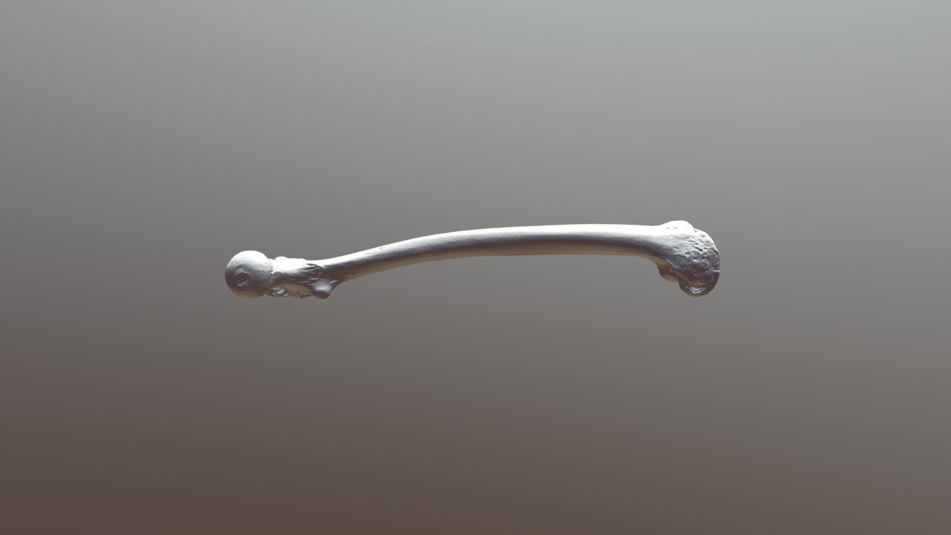 Femur Human - 3D model by Conchi Muñoz (@fgracia) [9a8d460] - Sketchfab