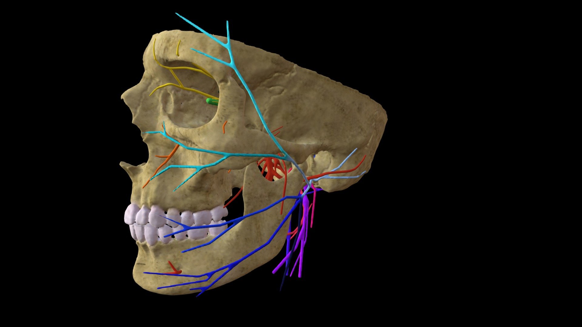 Cranial nerves - 3D model by ISMMS_students [9a8f008] - Sketchfab