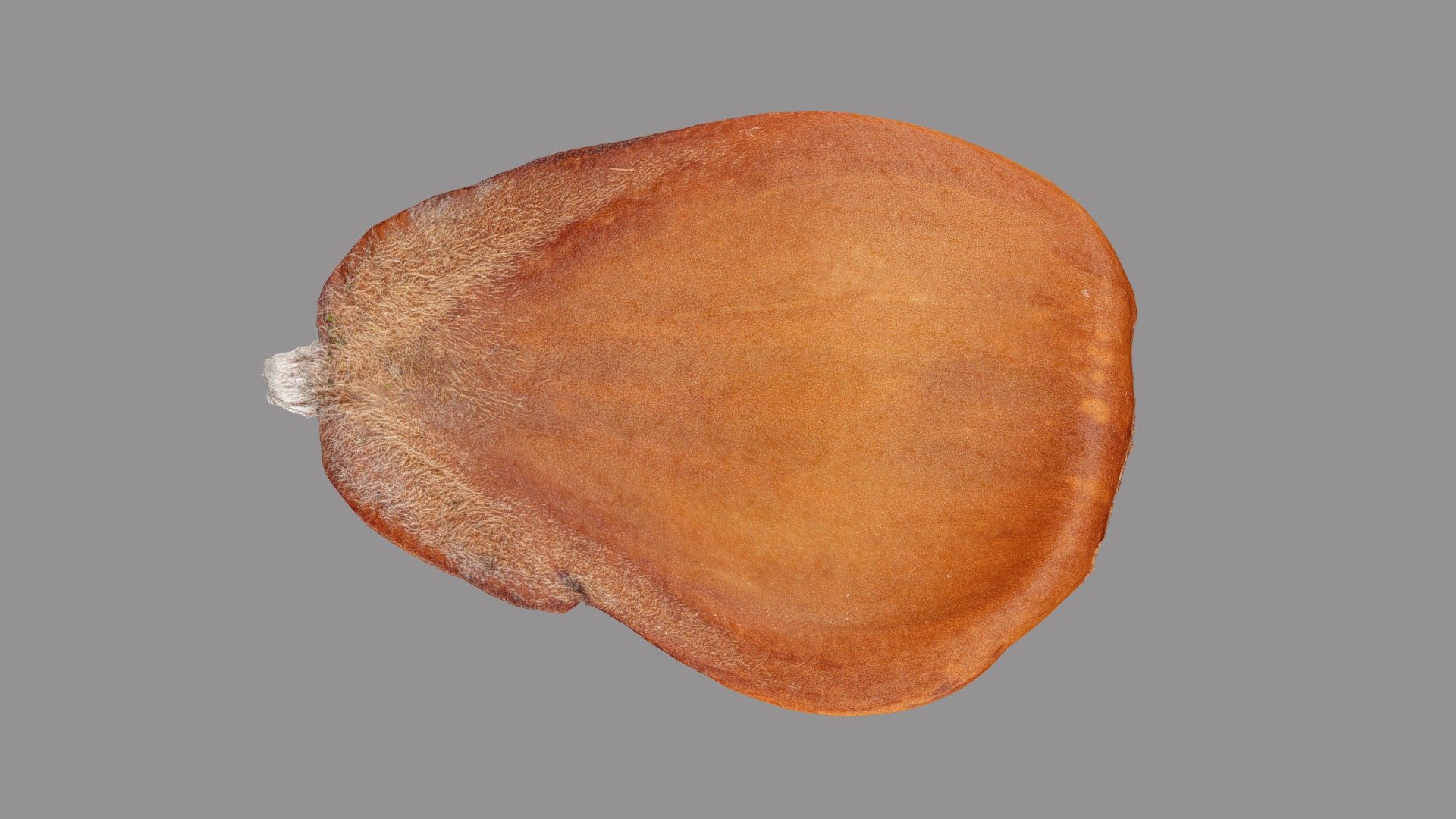 Fagus sylvatica seed - 3D model by Arborétum Mlyňany (@milan_virnat) [9a8fbbb] - Sketchfab