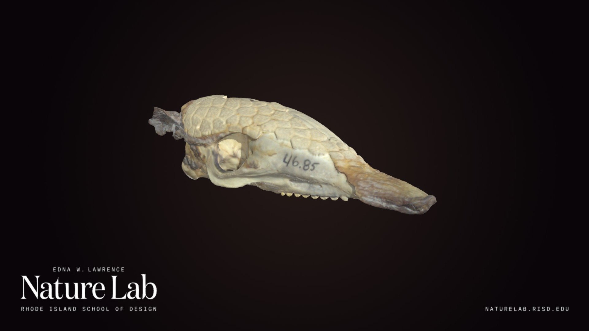 Giant Pangolin Skull