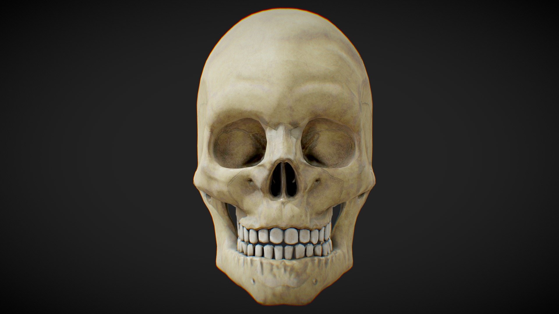 Anatomical Human Male Skull (Low Poly) - Buy Royalty Free 3D model by ...