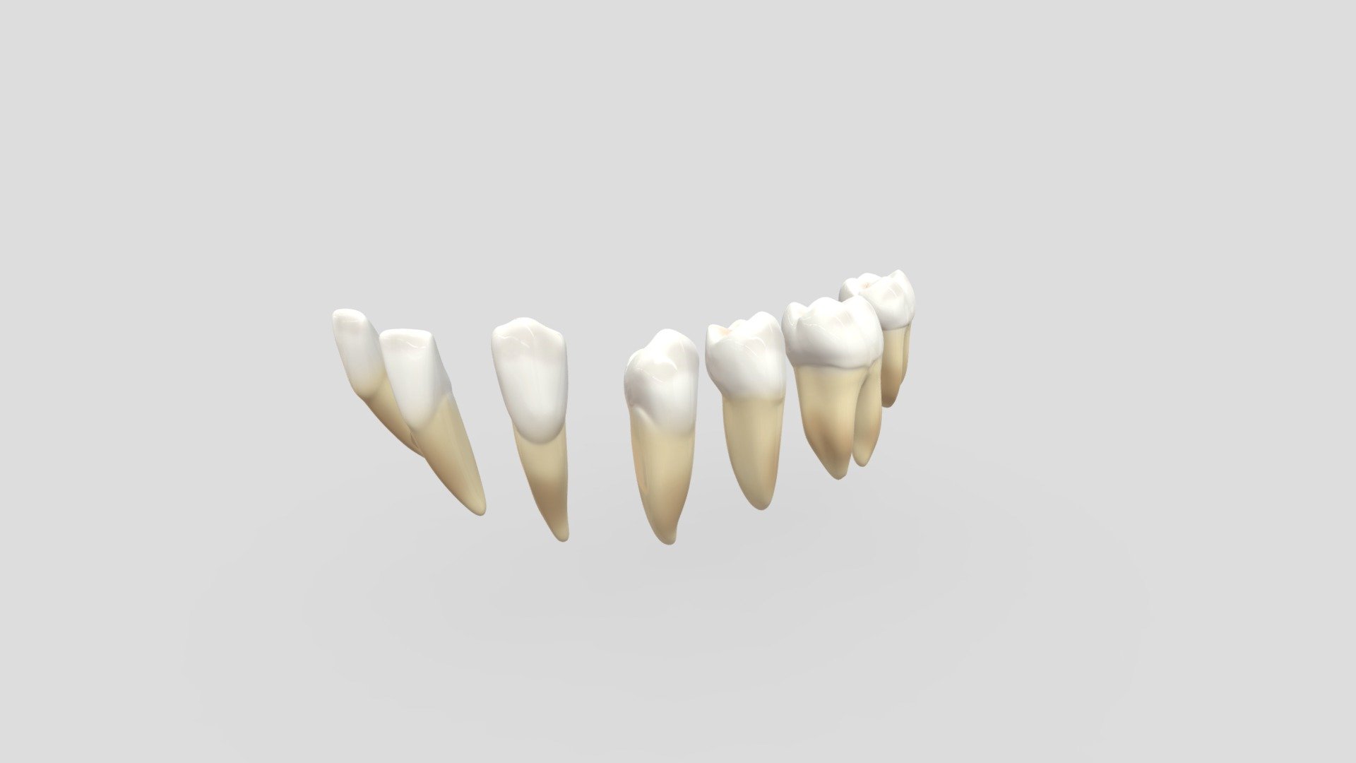 tooth - 3D model by jinhojung [9a93c7a] - Sketchfab