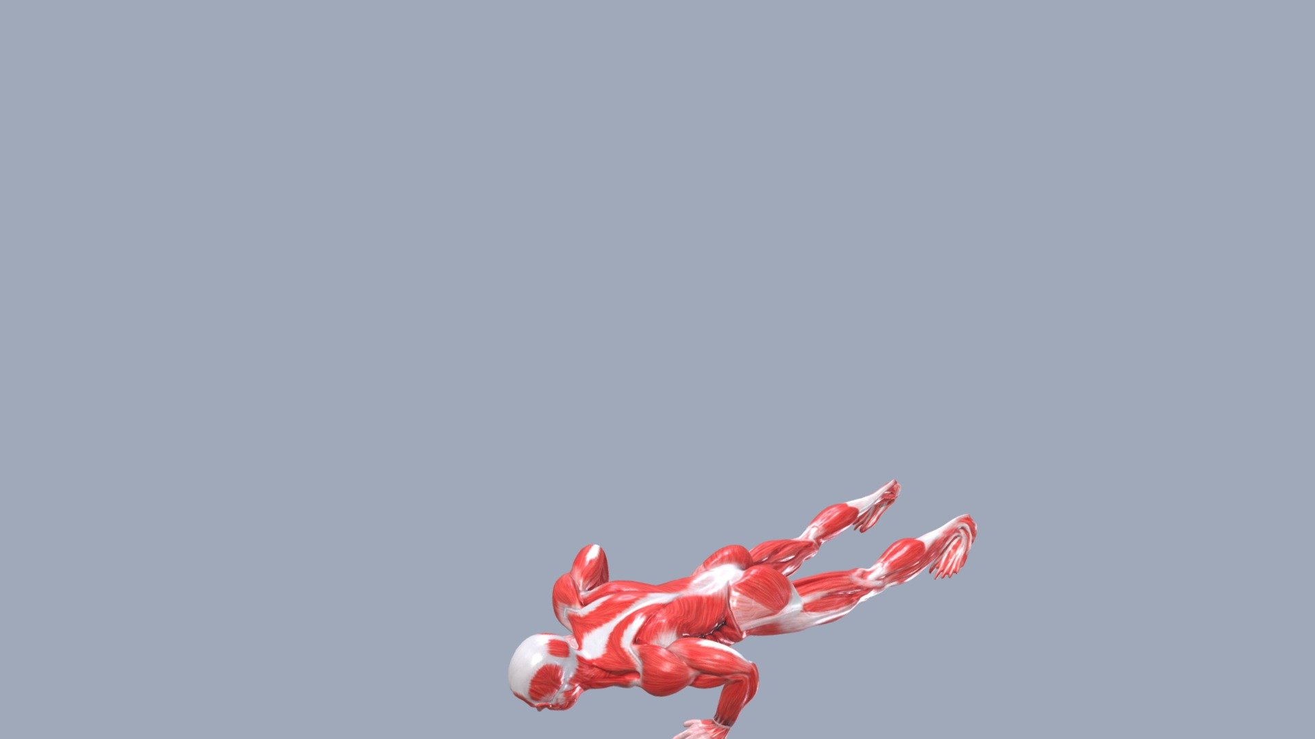 Burpee Animation Anatomy Male Muscle RIGED - Buy Royalty Free 3D model ...
